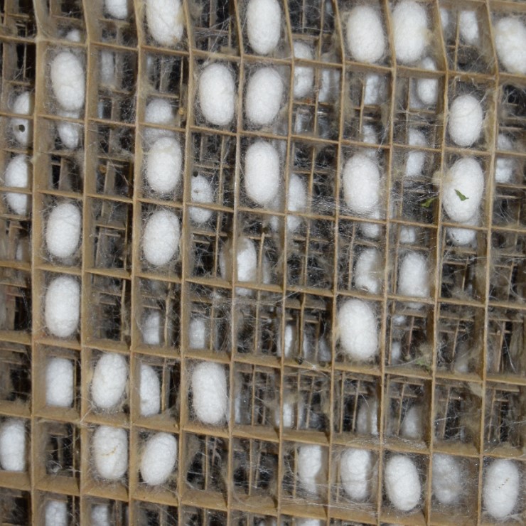 Silkworm cocoon making – 山まゆの里染織工房